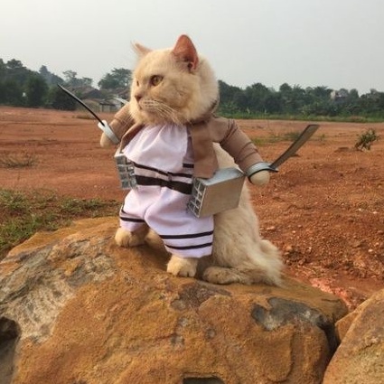 Jual Baju Kucing Viral Cosplay Levi AOT | Shopee Indonesia