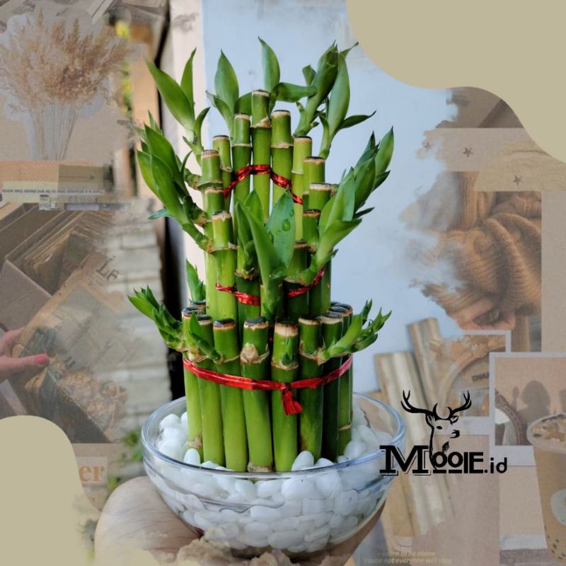 Jual MOOIE.ID - Tanaman Hias Bambu Rejeki 1 Set Batu + Pot Kaca / Bambu ...