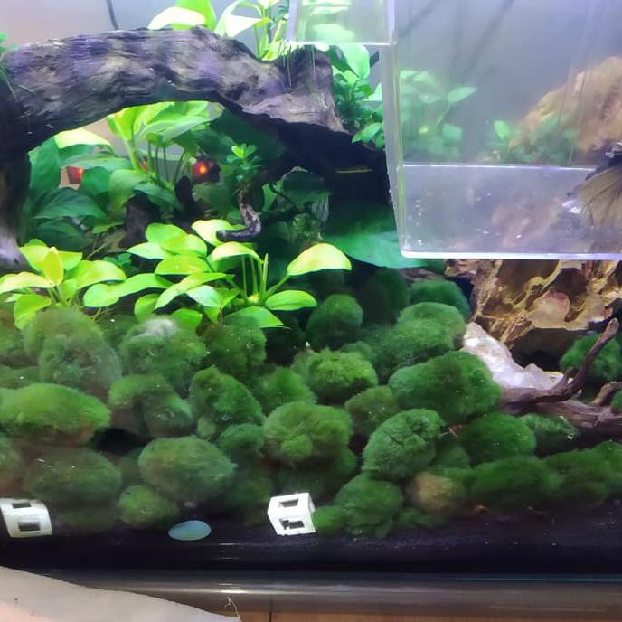 Jual Marimo moss ball aka Japanese moss ball TERBARU | Shopee Indonesia