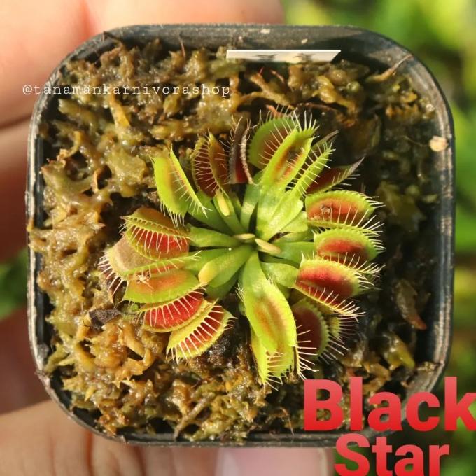 Jual ^%^%^%^%] Promo Venus Flytrap MEI 2022 Tanaman Karnivora Shop ...