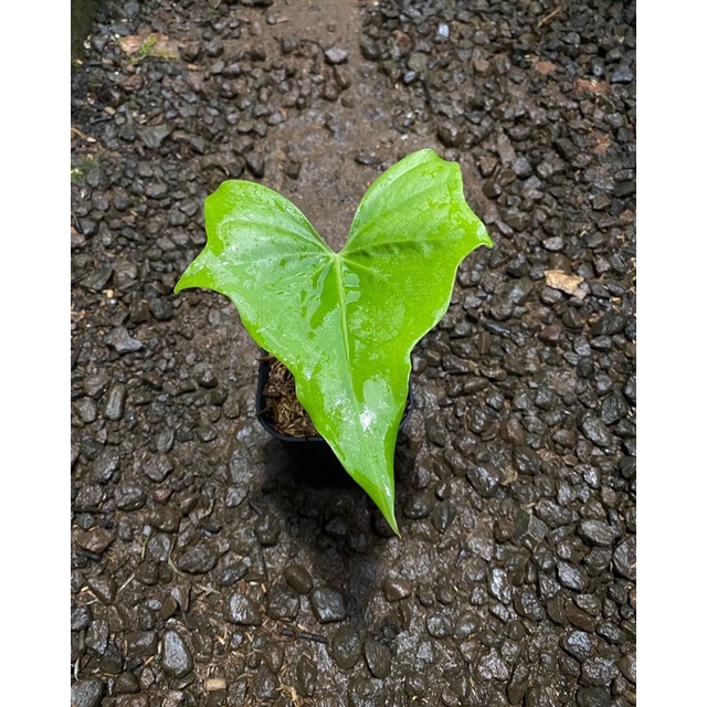 Jual anthurium pterodactyl nempel bonggol | Shopee Indonesia