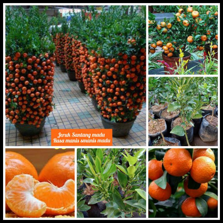 Jual Bibit Buah Jeruk Santang Madu Okulasi Sudah Berbuah Pohon Jeruk | Shopee Indonesia