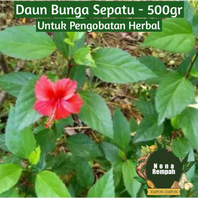 Jual Daun Bunga Sepatu Segar 500gr | Shopee Indonesia