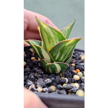 Jual Tanaman Hias Sansevieria Tower Variegated | Shopee Indonesia