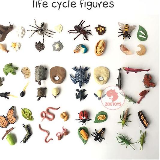 Jual Zoetoys Life Cycle Figures | Of Ant Bee Butterfly Chicken Frog ...