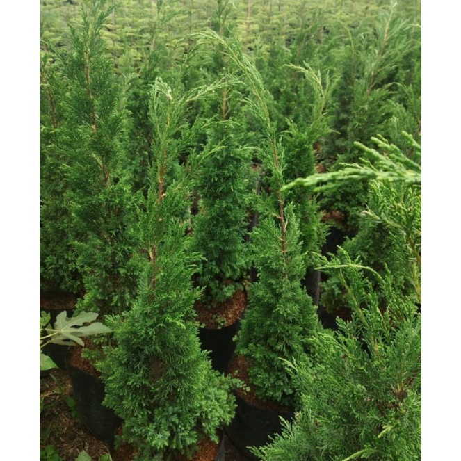 Jual CEMARA NATAL / CEMARA PUA PUA TINGGI -+ 70CM | Shopee Indonesia