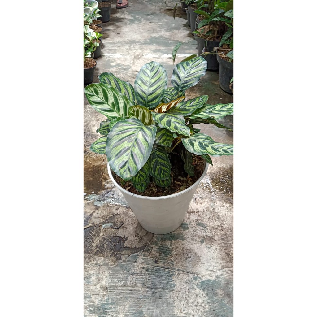 Jual Tanaman Hias Wilson Princess (Calathea) | Shopee Indonesia