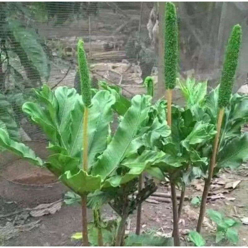 Jual TANAMAN HIAS AKAR TUNJUK LANGIT 100% ASLI// TANAMAN HIAS LANGKA DAN OBAT HERBAL AMPUH ...