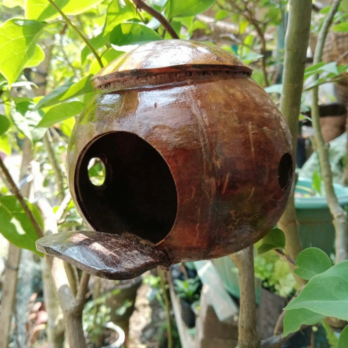 Jual GLODOK BATOK RUMAH BERTELUR BURUNG LOVEBIRD DAN KENARI MODEL LIDAH ...