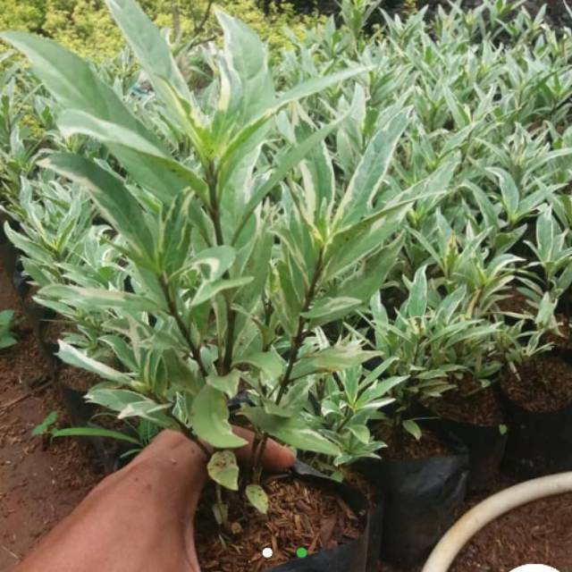 Jual Tanaman hias gandarusa - herbal - gandarusa | Shopee Indonesia