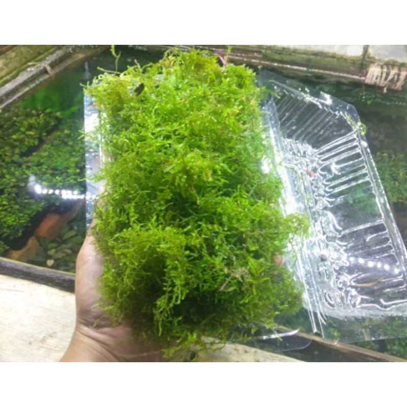Jual java moss aquascape per mika 10x15,beli 3 gratis 1 | Shopee Indonesia