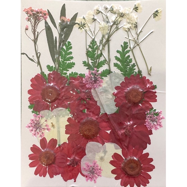 Jual READY STOCK! Bunga Kering/Pressed Flower Mixed Natural Dried ...