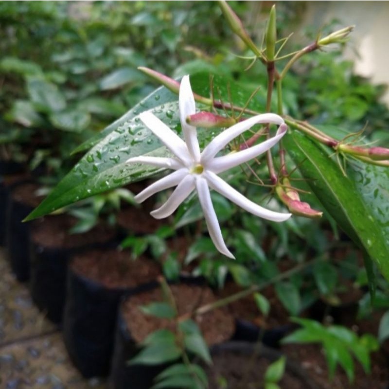 Jual Tanaman Melati Nitidum Wangi | Shopee Indonesia