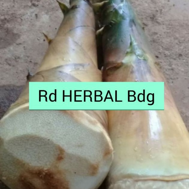 Jual Rebung bambu kuning/muda/sehat 1kg segar | Shopee Indonesia