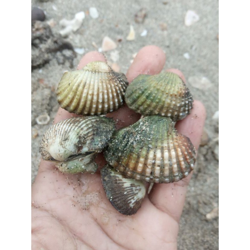 Jual Kerang merah/darah hidup dan fresh 30-40 Ribu/Kg. | Shopee Indonesia