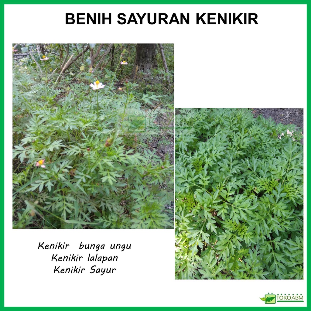 Jual Benih Biji Sayuran Kenikir Lalap Kenikir Bunga Ungu Ulam Raja ...