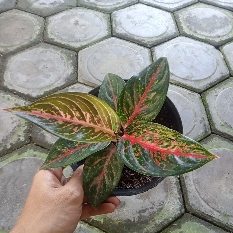 Jual aglaonema hot lady akar sehat dan oke | Shopee Indonesia