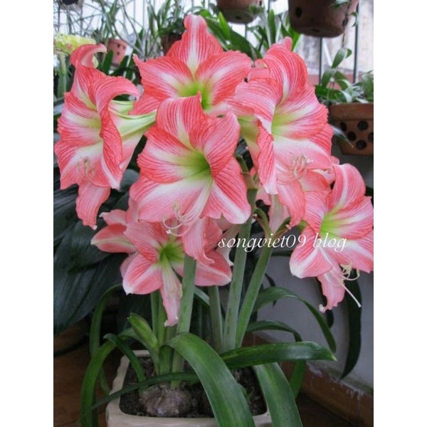 Jual REAL Tanaman hias Bakung amarilis bunga pink cantik besar-tanaman ...