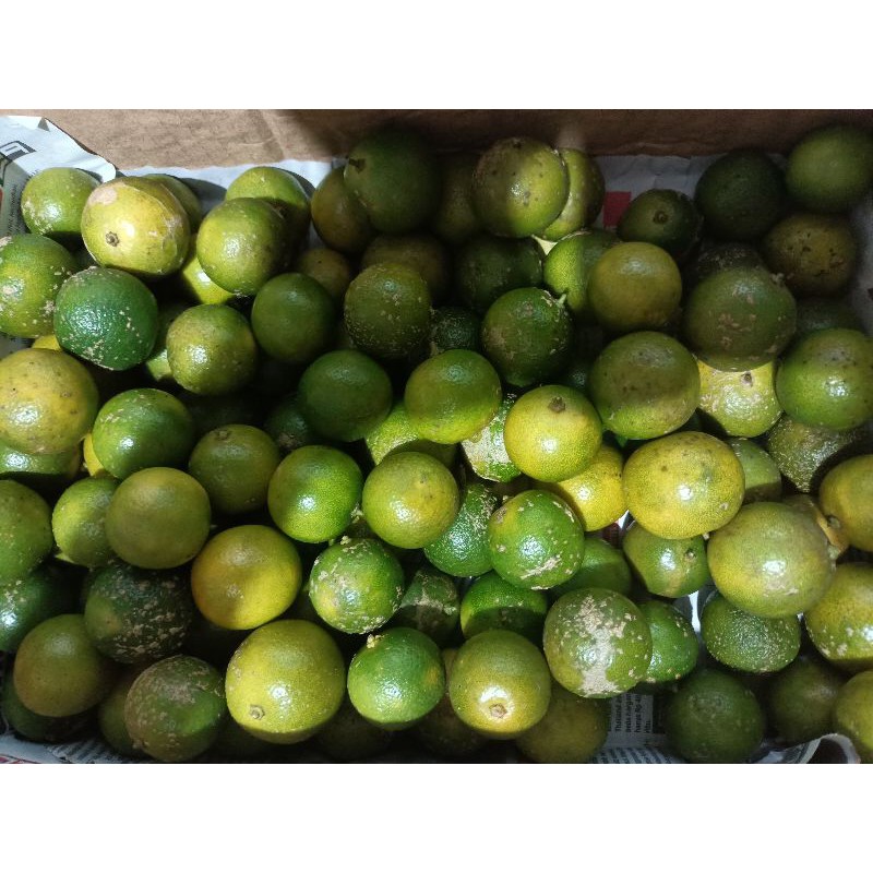 Jual Jeruk lemon cui/kasturi/sonkit(Tolong baca deskripsi produk ...