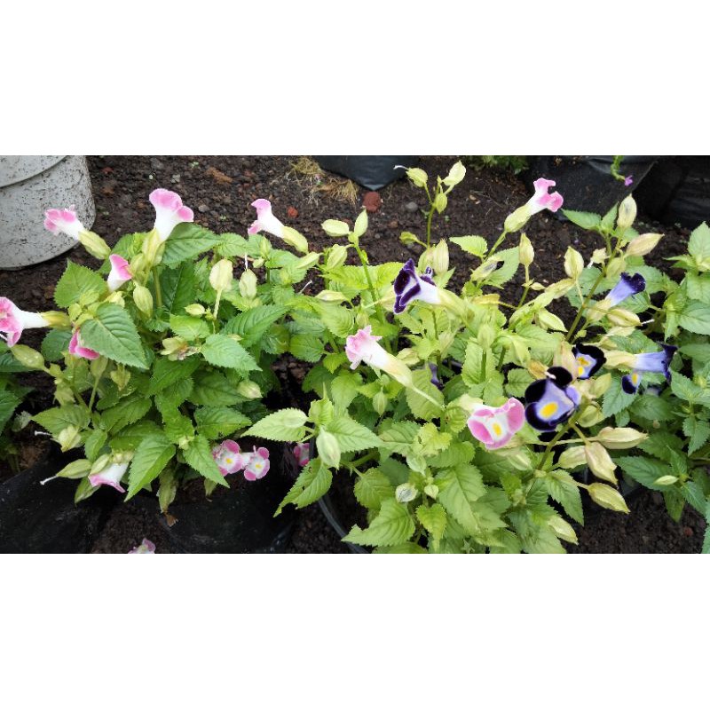 Jual Tanaman hias Bunga Teronia (Bunga Mata Kucing) | Shopee Indonesia