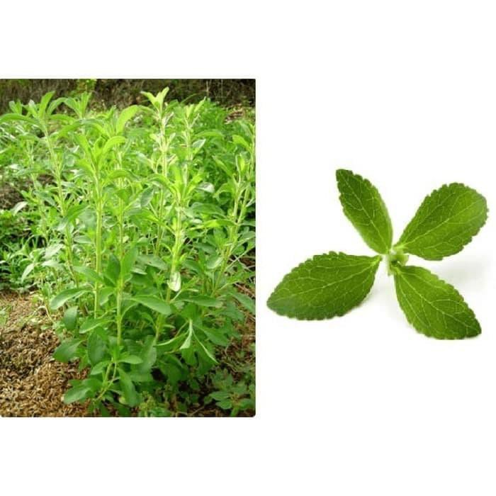 Jual 30 Benih Biji Stevia Rebaudiana Candyleaf Sugar Leaf Daun Manis ...