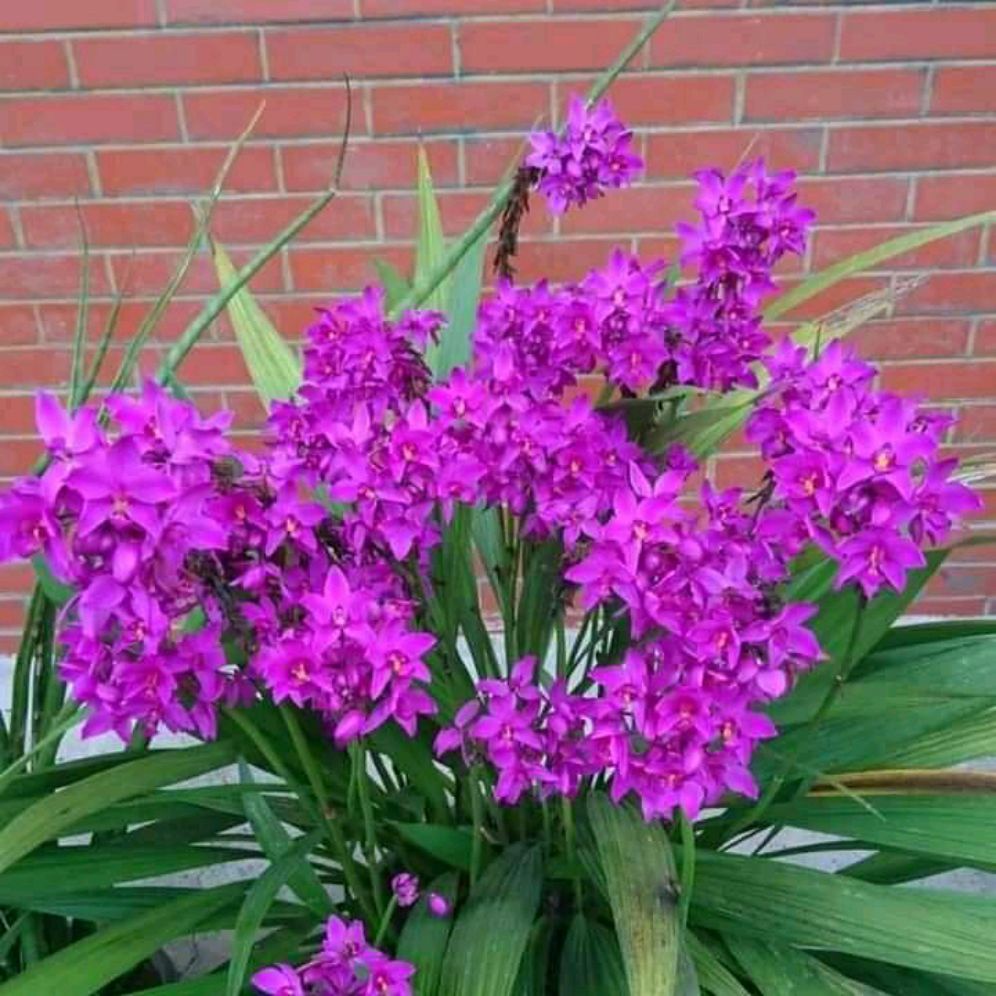 Jual anggrek tanah bunga ungu (tanaman hidup bunga hidup cantik cantik ...