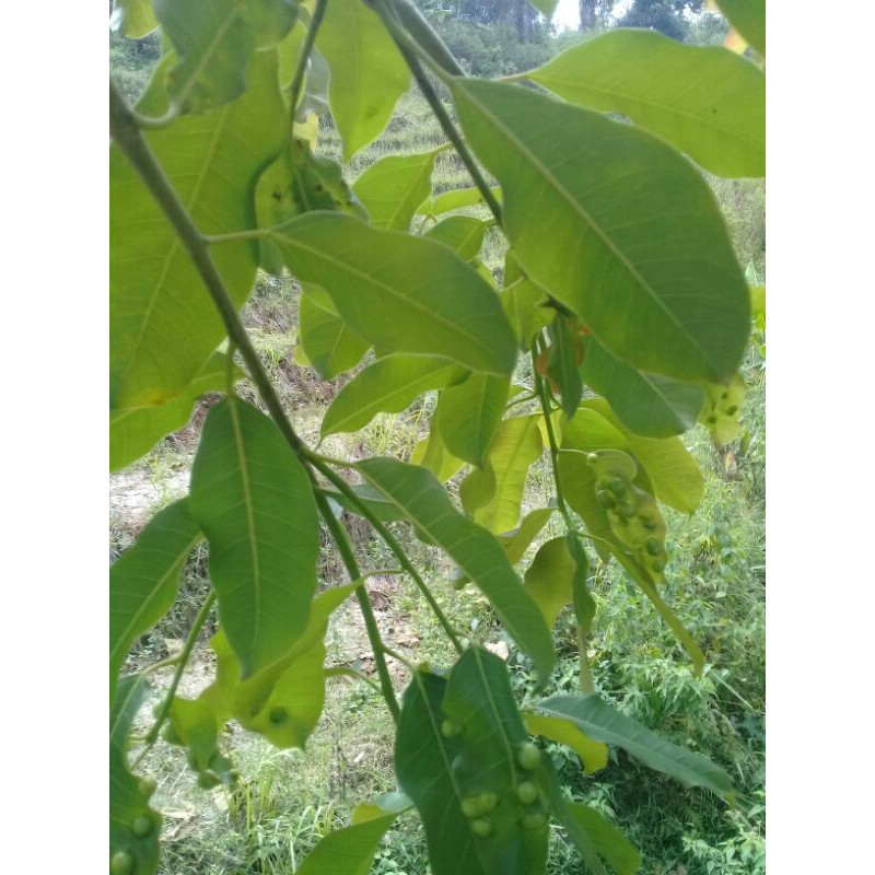 Jual Daun bunut segar 500 gram baru petik | Shopee Indonesia