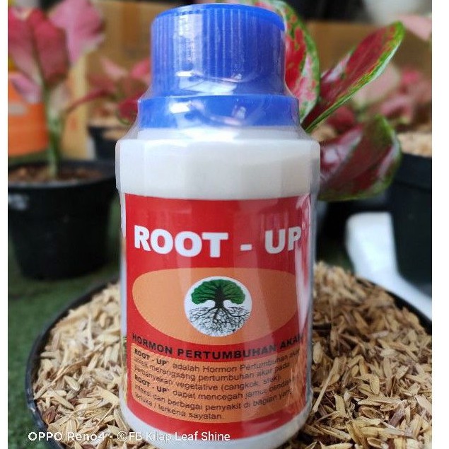 Jual ROOT UP 100 GRAM HORMON PENUMBUH AKAR SEMUA TANAMAN | Shopee Indonesia