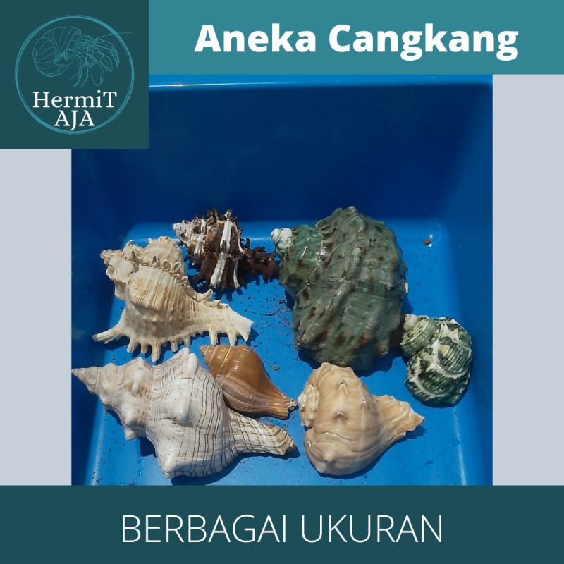 Jual Cangkang Kelomang berbagai jenis dan ukuran, cangkang kerang ...