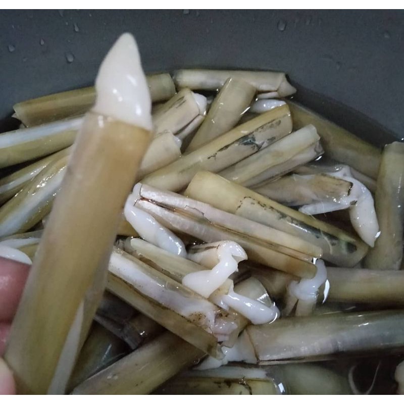 Jual kerang bambu | Shopee Indonesia