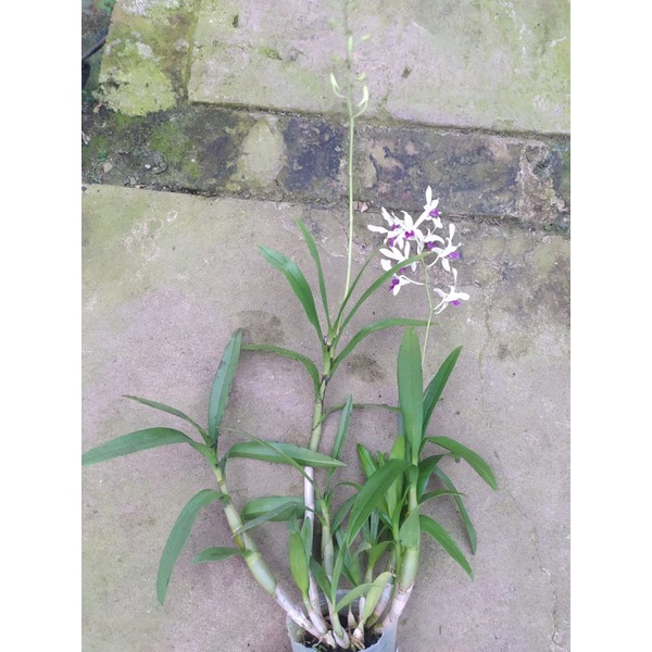 Jual Dendrobium Dr. Uthai white | Shopee Indonesia