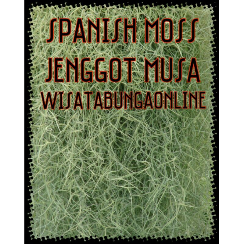 Jual tanaman hias spanish moss /jenggot musa | Shopee Indonesia