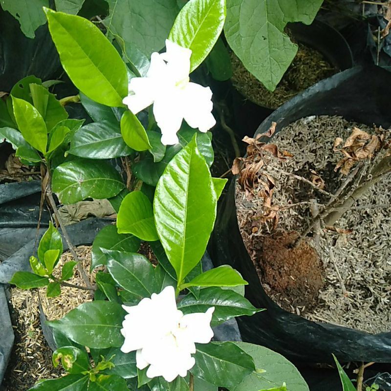 Jual Bunga Kacapiring / Cepiring /Jempiring tanaman Hias minim order 4 ...