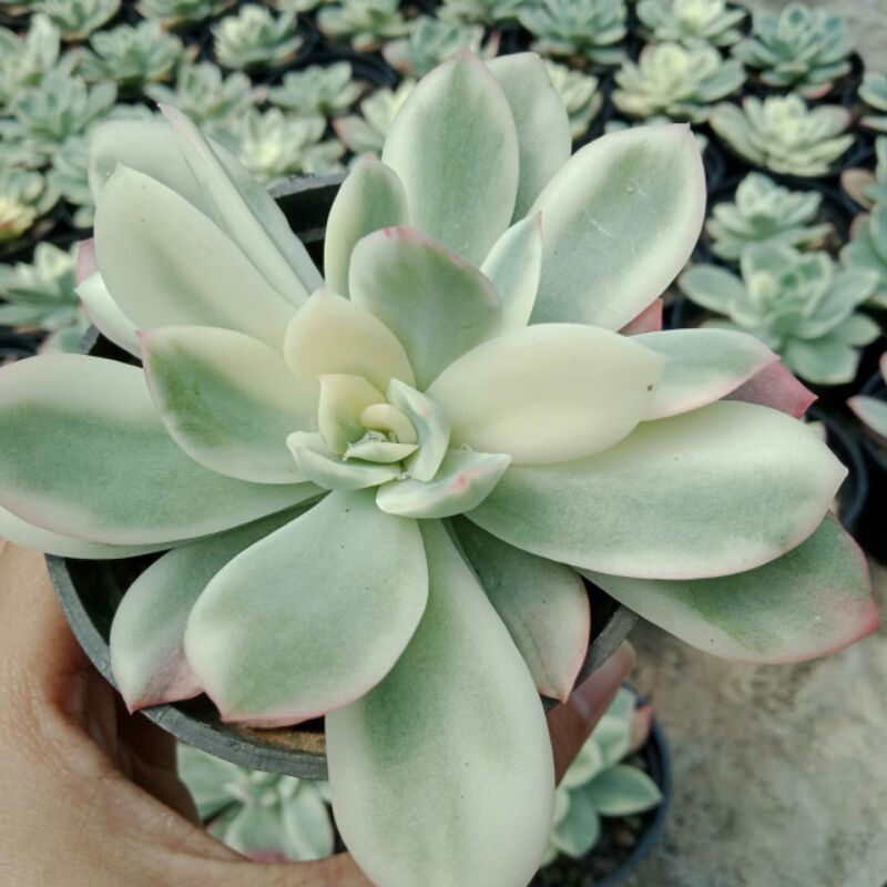 Jual Echeveria Lemon variegata | Shopee Indonesia