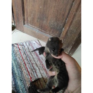 Jual Musang Rase Terlengkap & Harga Terbaru April 2025 | Shopee Indonesia