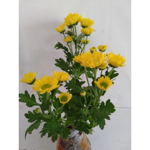 Jual Krisan kuning bunga mini | Shopee Indonesia