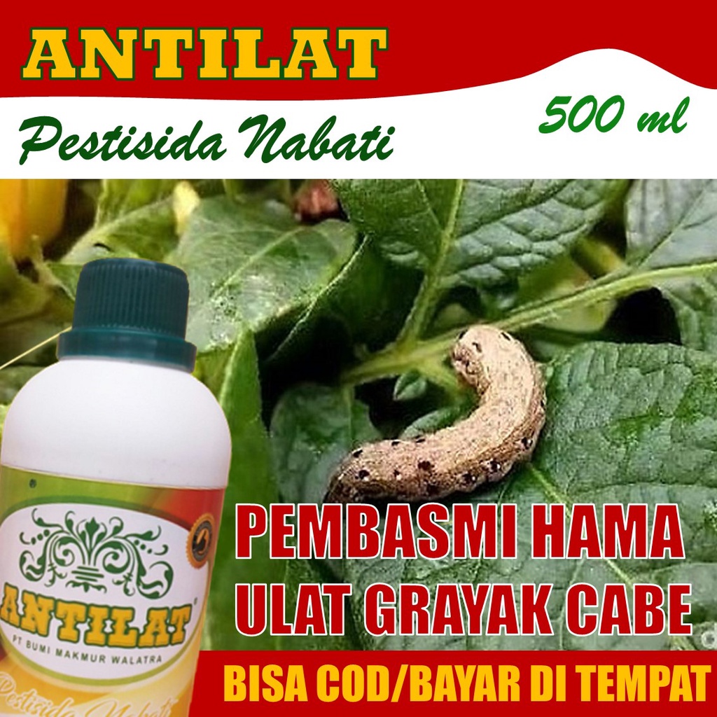 Jual ANTILAT Pestisida Organik Obat Hama Grayak CABE - 500 ML ... Jual ANTILAT Pestisida Organik Obat Hama Grayak CABE - 500 ML ...