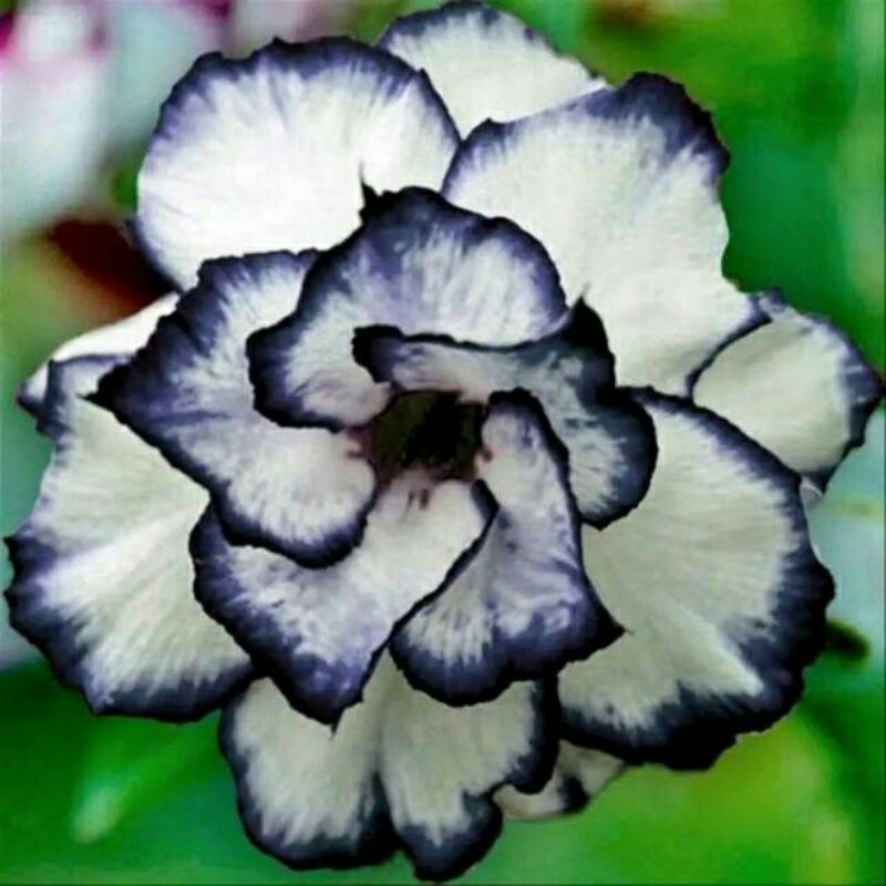 Jual Tanaman Hias Adenium Kamboja Bunga Putih Strip Biru-Adenium ...