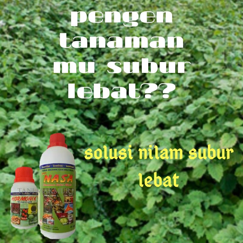 Jual PAKET PUPUK ORGANIK NASA ORIGINAL/ PUPUK NILAM/ PUPUK CABE/PUPUK ...