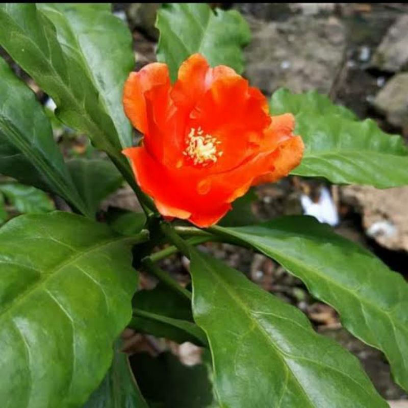 Jual Daun tujuh jarum obat untuk berbagai penyakit | Shopee Indonesia