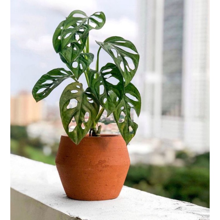 Jual Tanaman hias hidup philodendron monstera pilo janda bolong taneman ...