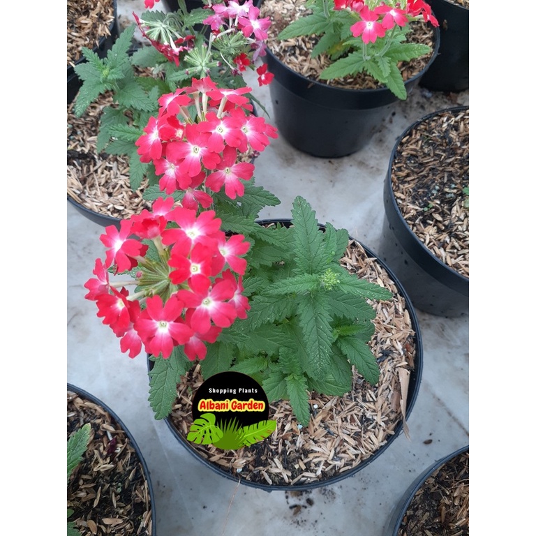 Jual Aneka Pilihan Warna Bunga Verbena bonariensis common marbena ...