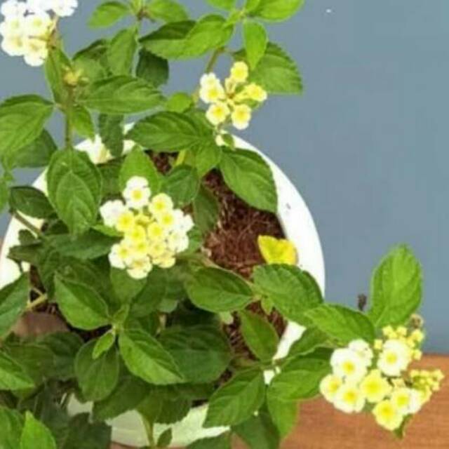 Jual TEMURAH tanaman hiyas lamtana | Shopee Indonesia