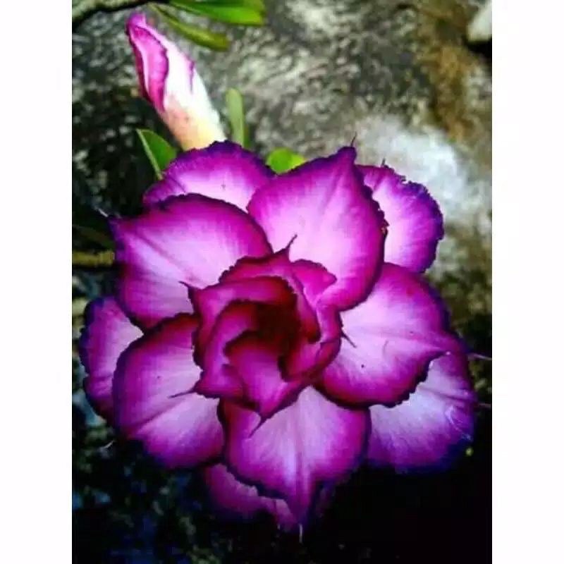 Jual PROMO!! TANAMAN BUNGA ADENIUM TUMPUK UNGU METHALIK (BIBIT ...