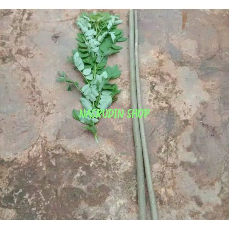 Jual Fresh Segar BIBIT GAMAL 1 METER / BIBIT STEK KAYU GAMAL UNTUK ...