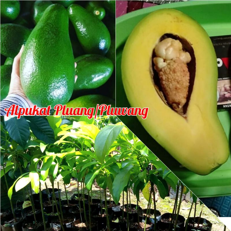 Jual Bibit Alpukat Pluwang | Alpukat Pluang | Shopee Indonesia