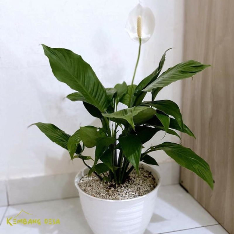 Jual Tanaman Hias Bunga Peace Lily Spatufillum Penyerap Racun | Shopee ...