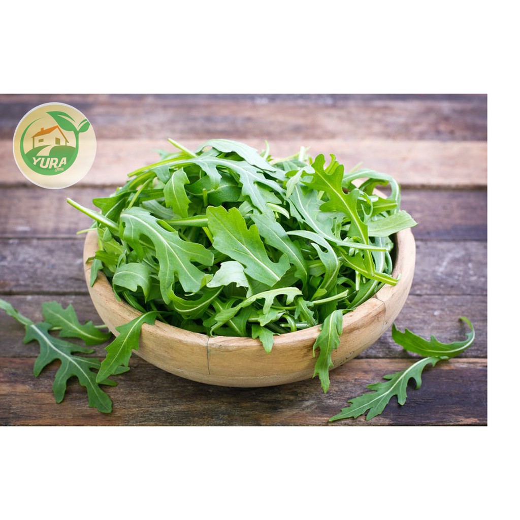 Jual WILD RUCOLA Organik 100% Sayur Segar Organic | Shopee Indonesia