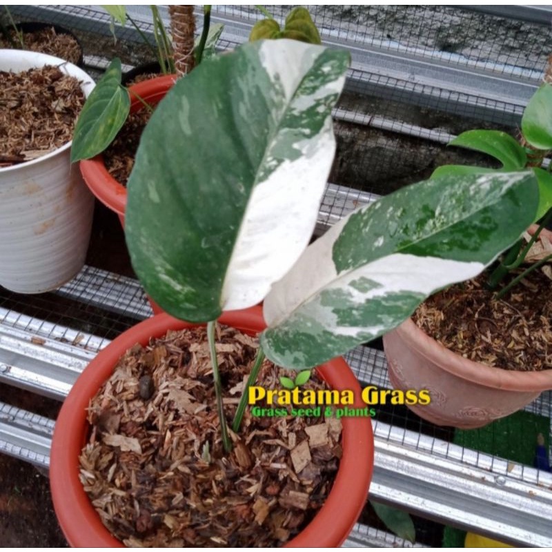 Jual Monstera Varigata - Monstera variegata - Monstera | Shopee Indonesia