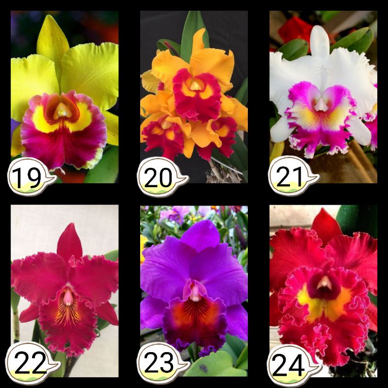 Jual Anggrek Cattleya seedling ( bunga besar ) | Shopee Indonesia